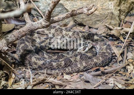 Jararaca Snake (Bothrops Jararaca) . Poisonous brazilian snake Stock ...