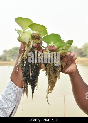 A common carp breeding with Eichhornia, water hyacinth for fish seed ...