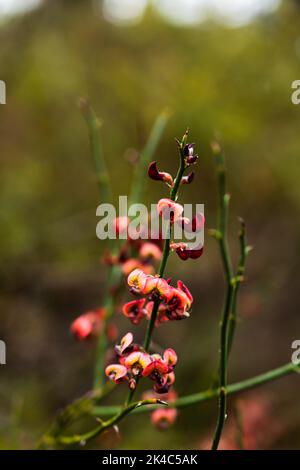 Australian Native Pea Flower Stock Photo - Alamy