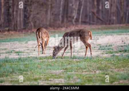 A white tail deer eating grasses in the meadows Stock Photo - Alamy