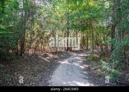 path in forest, hicking trail. dead tree and branch Stock Photo - Alamy