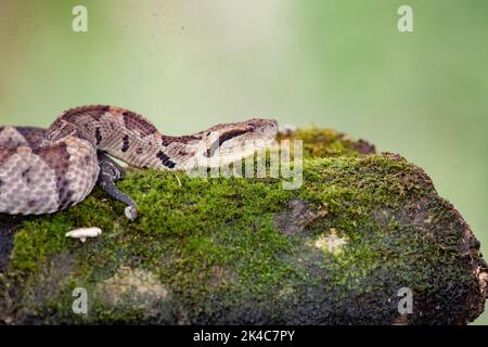 A closeup of Deinagkistrodon snake slithering on green mosy rock on ...