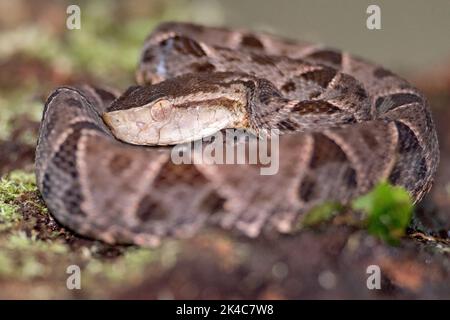 A closeup of Deinagkistrodon snake slithering on green mosy rock on ...
