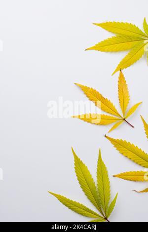 Vertical image of marihuana leaves lying on white background Stock ...