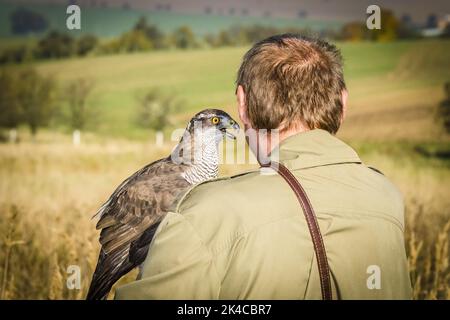 A back view of a male with his pet hawk Stock Photo - Alamy