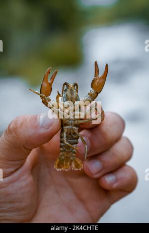 A closeup shot of a hand holding a crayfish on blurry background Stock ...