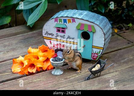 Happy chipmunk with camper home has a bird bath full of seeds and a ...