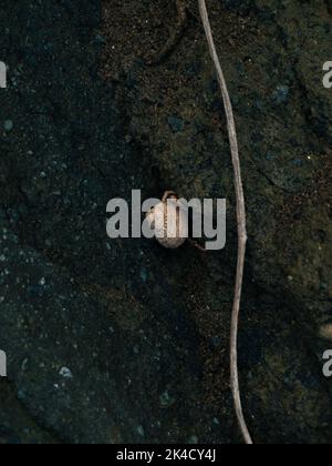 common periwinkle, common winkle, edible winkle (Littorina littorea ...
