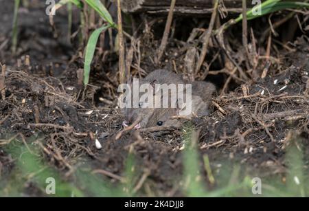 Young Brown (Common Sewer Hanover Norway Norwegian Wharf) Rat (Rattus ...