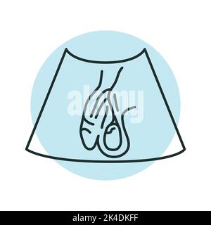 Ultrasound male reproductive system color line illustration ...