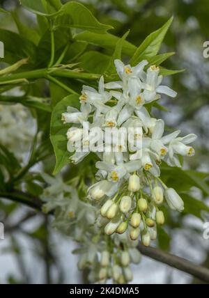 Colchis bladdernut, Bladdernut (Staphylea colchica), blooming Stock ...