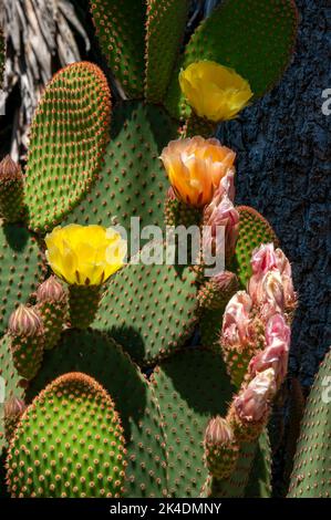 Sydney Australia, yellow flowering opuntia rufida cactus a native of ...