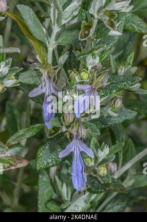 Shrubby germander, Teucrium fruticans, in flower in spring ...