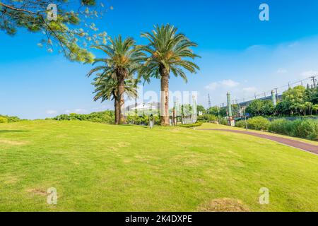 Palm trees in Meilan Lake Park, Shanghai, China Stock Photo - Alamy