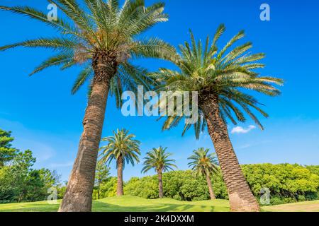 Palm trees in Meilan Lake Park, Shanghai, China Stock Photo - Alamy