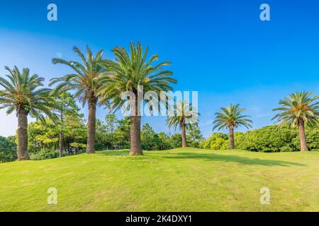 Palm trees in Meilan Lake Park, Shanghai, China Stock Photo - Alamy