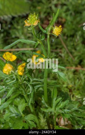 Goldilocks Buttercup - Ranunculus auricomus Stock Photo - Alamy