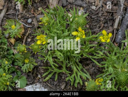 Bur Buttercup, Ranunculus falcatus, in flower, with developing fruit ...