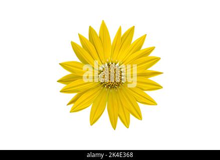 Yellow Treasure Flower blossom, isolated on a white background Stock ...