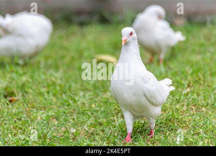 Beautiful white doves on the ground Stock Photo - Alamy
