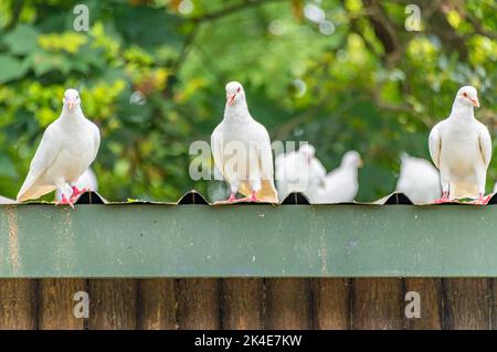 A group of beautiful pigeons in a safari park Stock Photo - Alamy