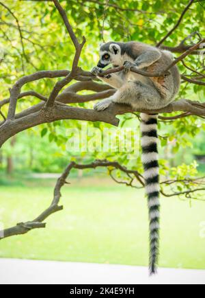 The clever ring -tailed fox monkey in the wild zoo Stock Photo - Alamy