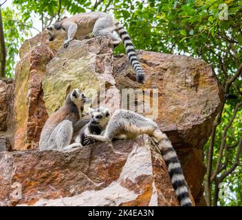 The clever ring -tailed fox monkey in the wild zoo Stock Photo - Alamy