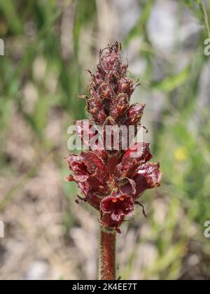 Dark red flowers of broomrape plant from genus Orobanche, a parasitic ...