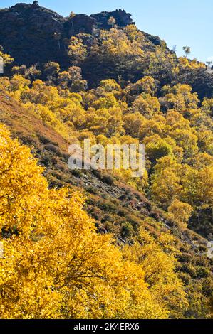Hohhot. 2nd Oct, 2022. Photo taken on Oct. 2, 2022 shows the autumn ...