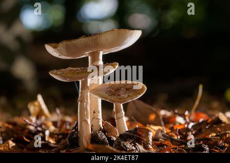 Group of Amanita muscaria regalis growing on a forest during autumn ...