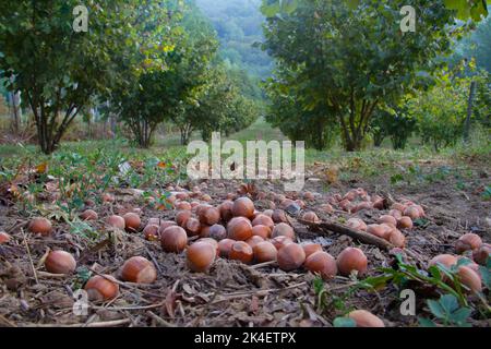 Ripe hazelnuts fallen from trees in a hazelnut orchard Stock Photo - Alamy