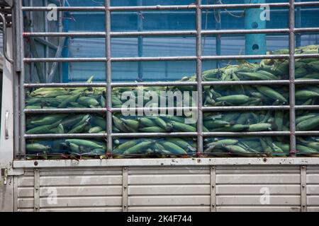 Raw Corn on the Pick up truck Stock Photo - Alamy