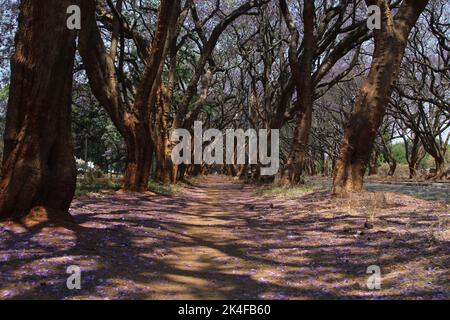 Harare, Zimbabwe. 2nd Oct, 2022. Blossoming jacaranda trees are seen ...