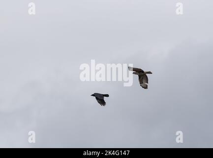 Underneath View of a Common Buzzard (Buteo buteo) Soaring Upwards from ...