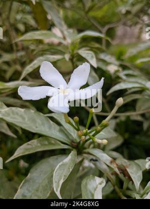A vertical shot of pinwheel jasmine flower in the garden Stock Photo ...