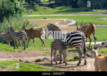 Equus quagga zebra and baby zebra, around antelope, baby zebra is ...
