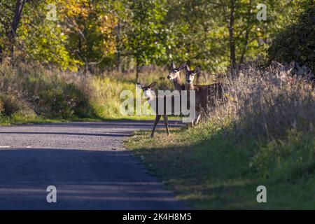 white-tailed deer heard (Odocoileus virginianus) in autumn Stock Photo ...