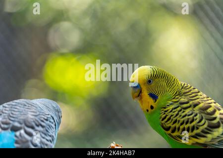 Melopsittacus undulatus, parakeet bird eating seeds standing on a wire ...