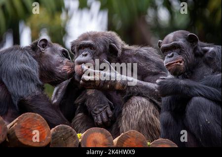 Chimpanzee, also known as chimp, showing their sociable behavior, is a ...