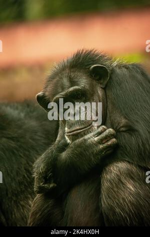 Chimpanzee, also known as chimp, is a sociable species of great ape ...