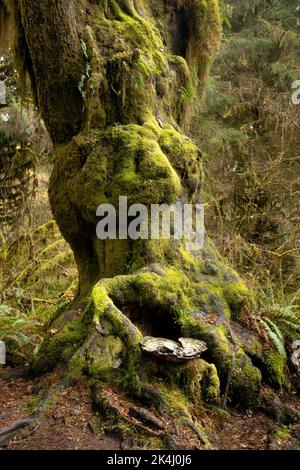 Bigleaf maple tree and sword ferns on the Spruce Nature Trail; Hoh ...