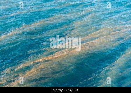 floating algal bloom seen from cruise ship in pacific ocean off ...