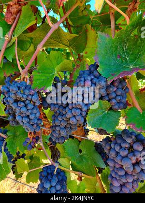 A bunch of ripe grape clusters among green leaves in a vineyard ready ...