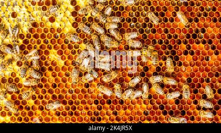 Frames with honey and perga pollen. Abstract natural background or ...