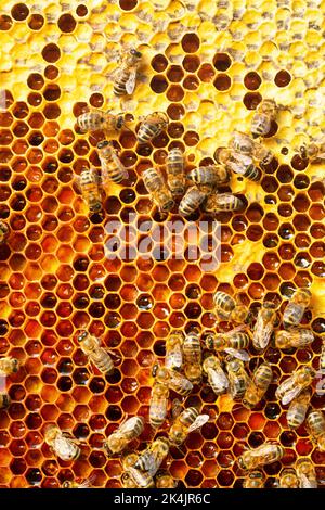 Frames with honey and perga pollen. Abstract natural background or ...