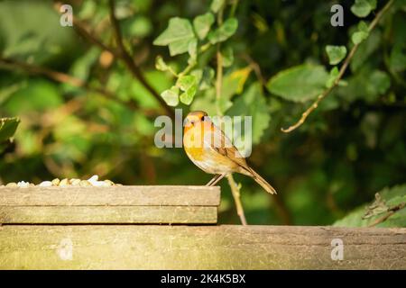 A robin (Britain's favourite bird) in Wales at Springtime Stock Photo ...