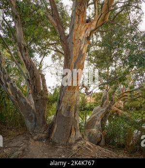 Big Eucalyptus tree, next to river Spain Stock Photo - Alamy