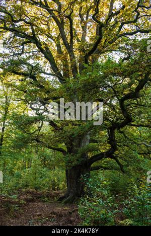 The mighty old oak tree called "Rapp-Eiche" in the "Urwald Sababurg ...