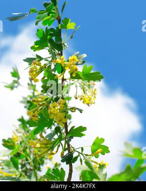 Yellow flowers of black currant blooming in spring Stock Photo - Alamy
