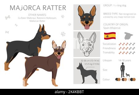 Majorca Ratter clipart. All coat colors set. All dog breeds ...